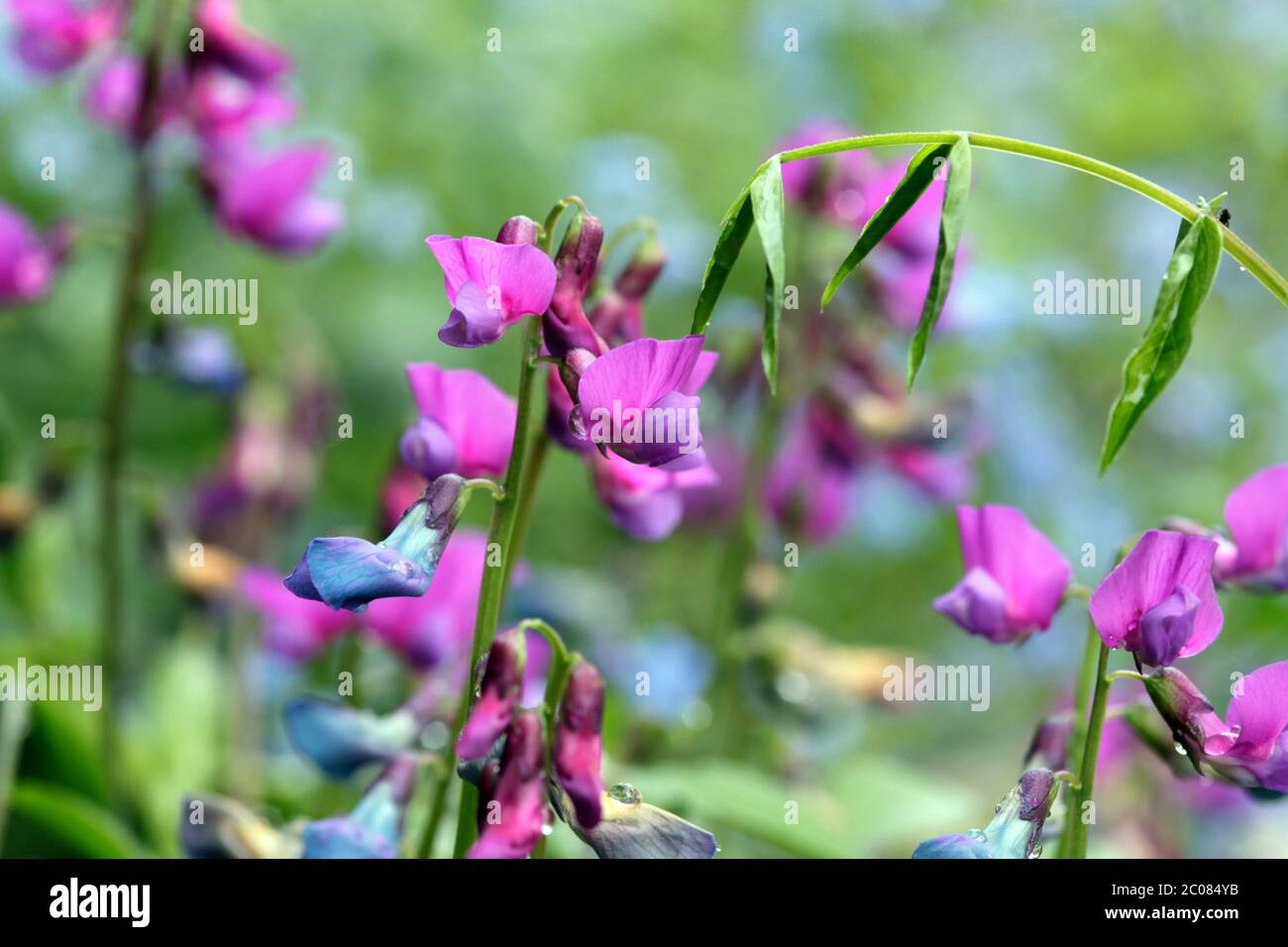 Chickling hi-res stock photography and images - Alamy