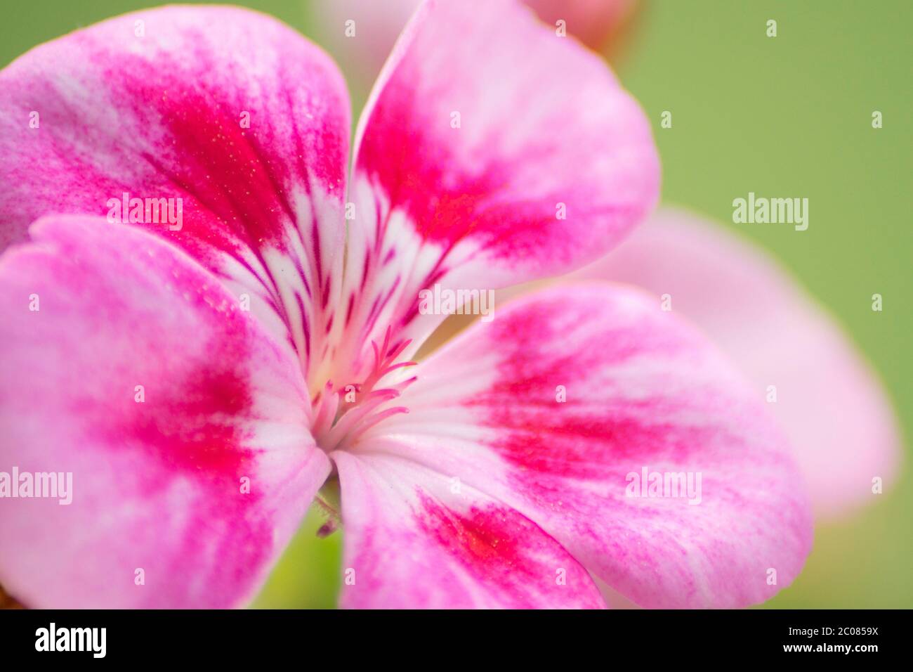 Geranium macro shot with green background Stock Photo - Alamy