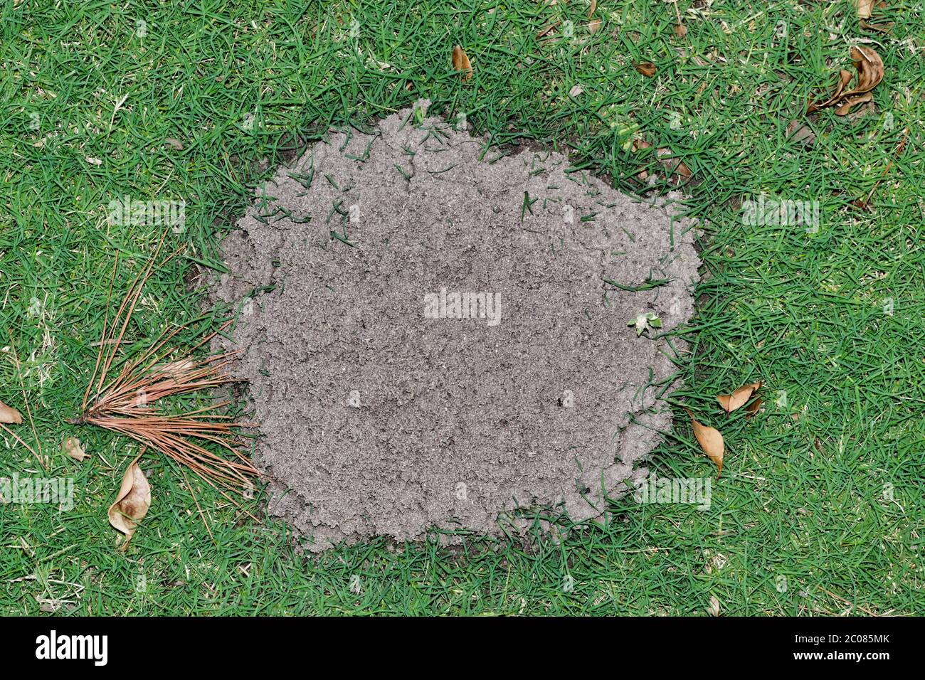 Fire Ant Mound In Yard