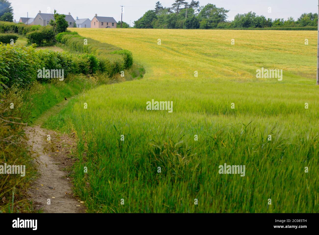 Agricultural landscape. Corn ripens in green fields in Wales on a sunny ...