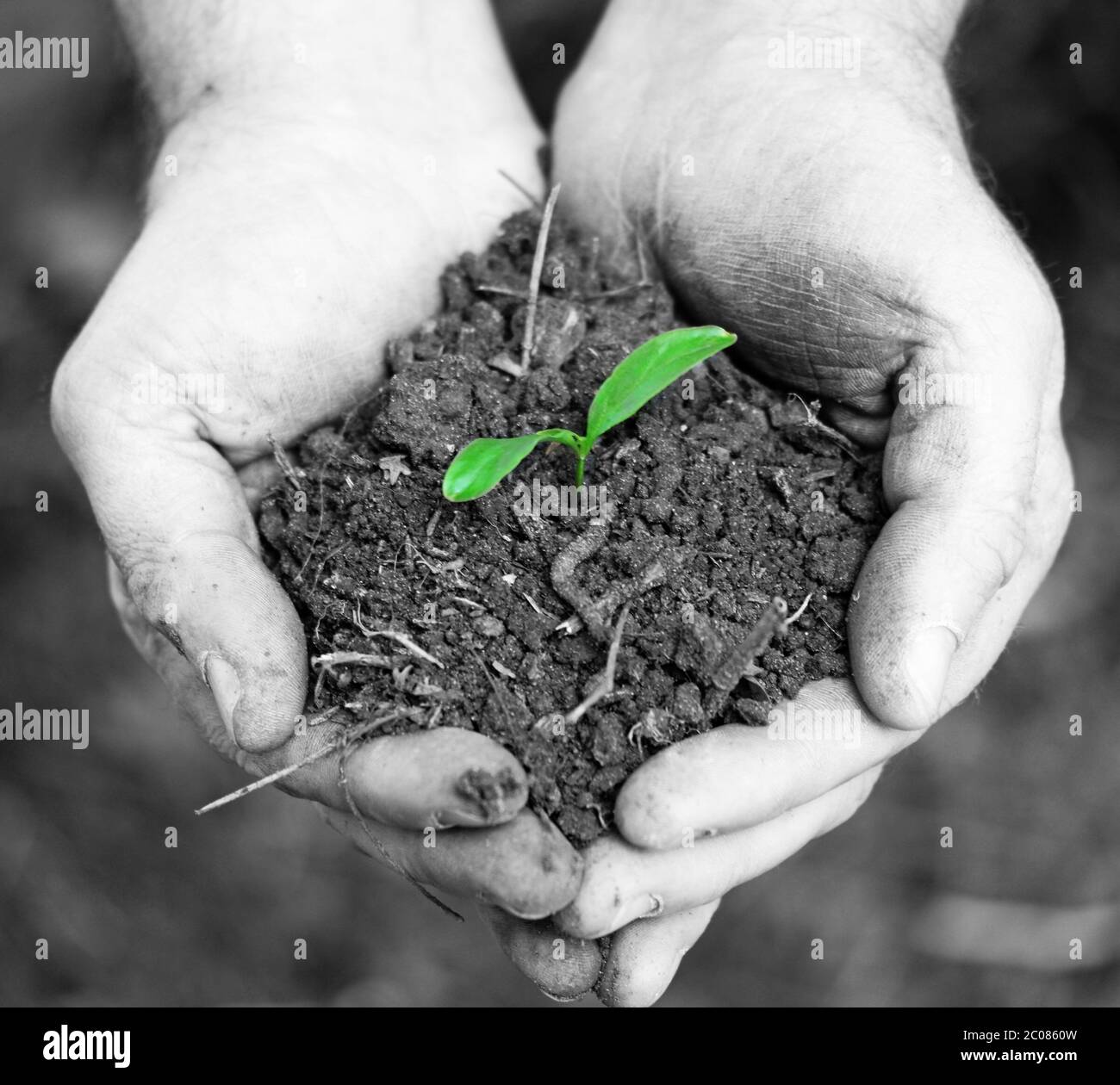 Green seedling germinating in soil Stock Photo - Alamy