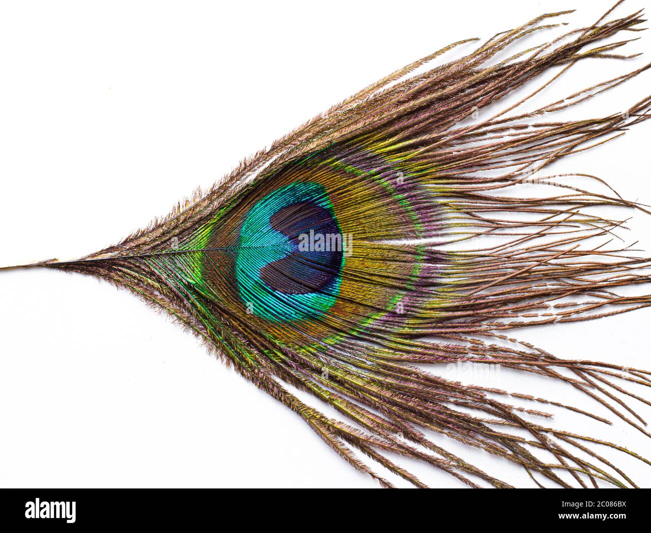 Peacock feather isolated images with white background Stock Photo - Alamy