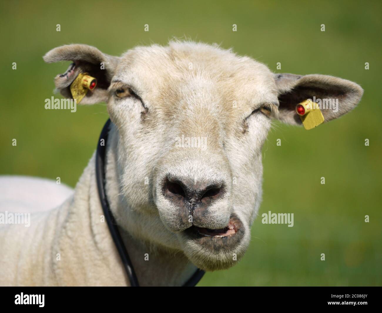 Willow sheep hi-res stock photography and images - Alamy