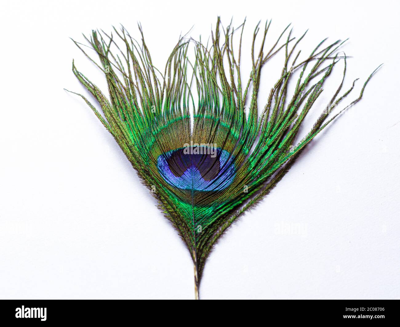 One Real Peacock Feather