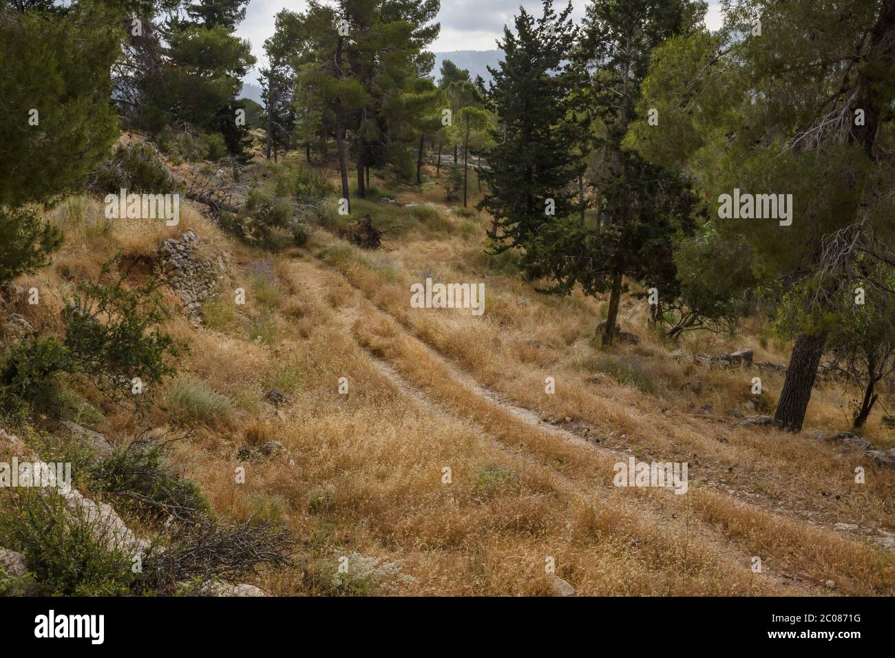A forest path in the Judea mountains near Jerusalem, Israel, Blocked by ...