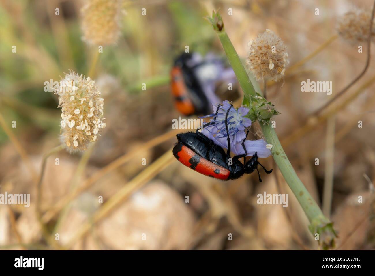Jerusalem beetle hi-res stock photography and images - Alamy