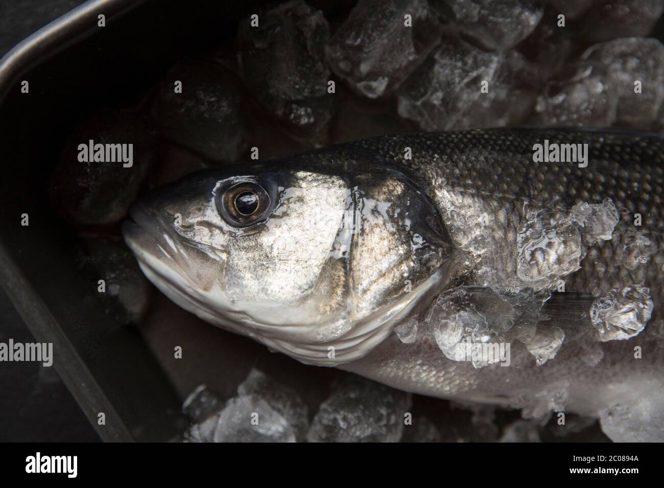 A bass, Dicentrarchus labrax, that was caught at night beach fishing ...