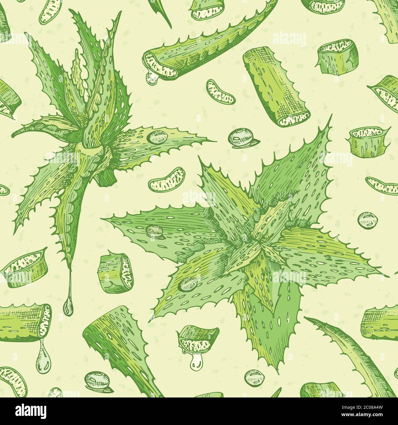 Green aloe leaves on Stock Vector Images - Alamy