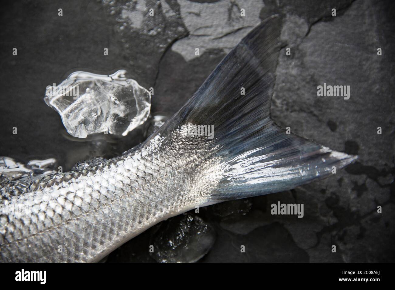 The tail, or caudal fin, of a bass, Dicentrarchus labrax, that was ...