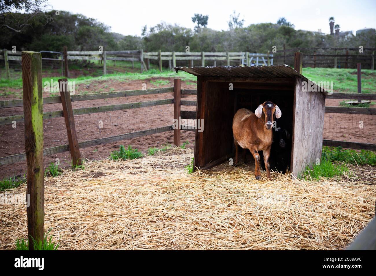 Two goats on a farm in California Stock Photo - Alamy