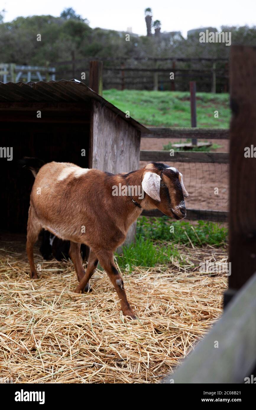 Goat walking on the farm Stock Photo - Alamy