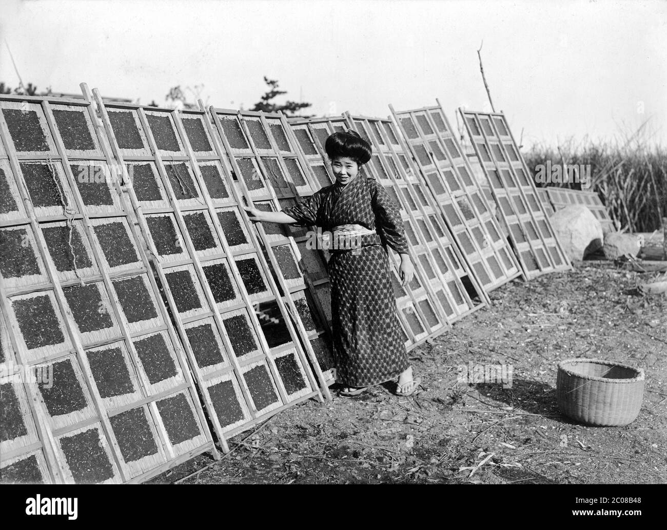 [ 1920s Japan - Drying Nori Seaweed ] — A young woman stands next to ...