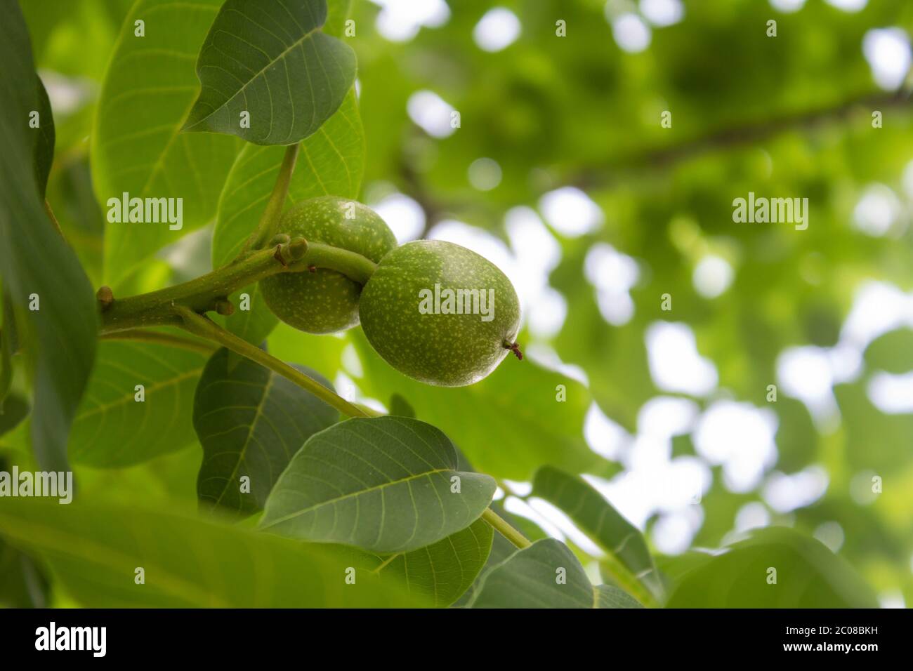 Bio walnut tree hi-res stock photography and images - Alamy