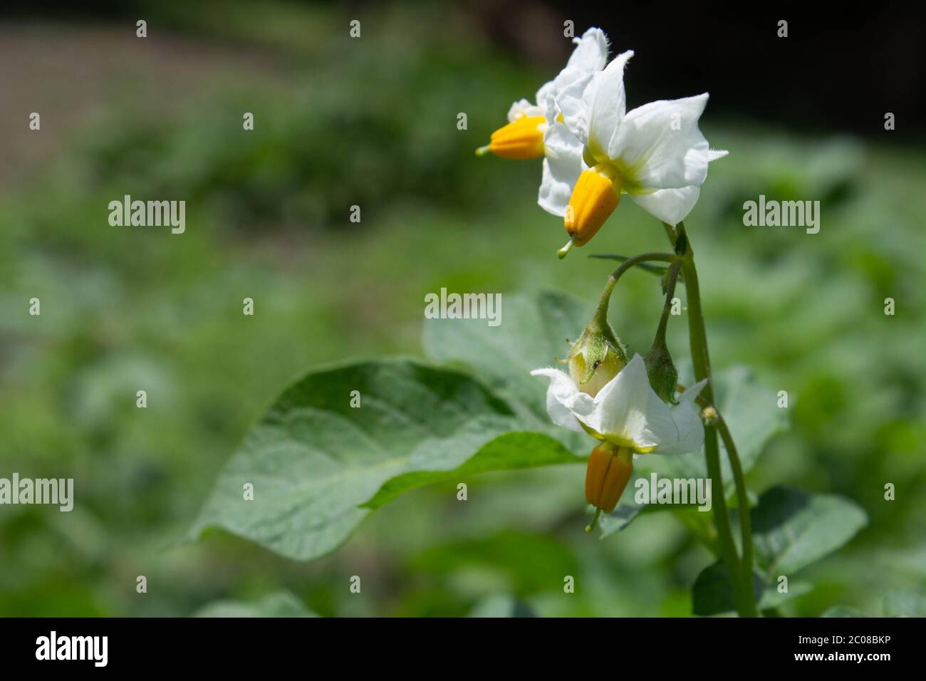 Potato in bloom hi-res stock photography and images - Alamy