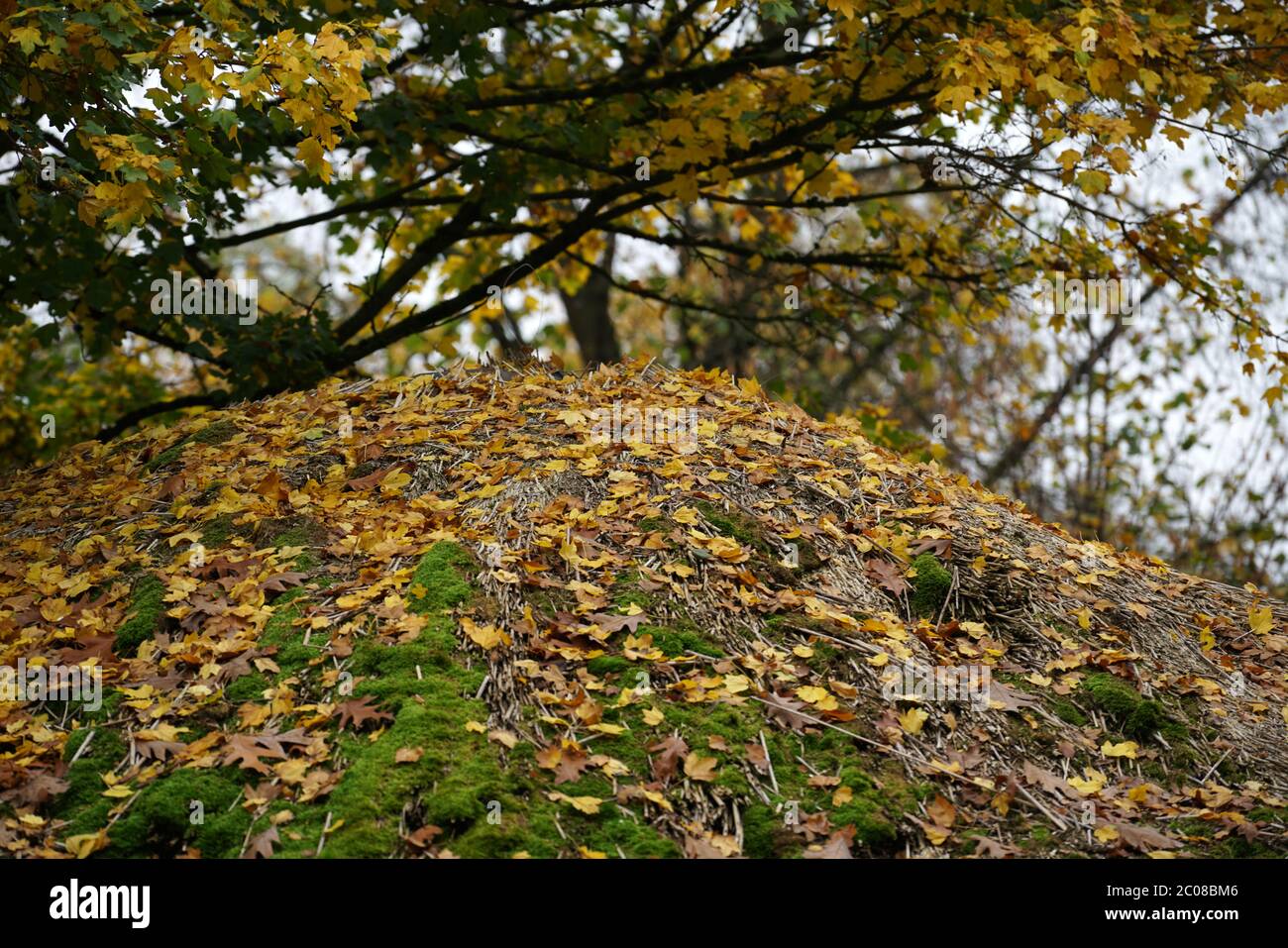 Roofing with different materials is overgrown with moss and other ...
