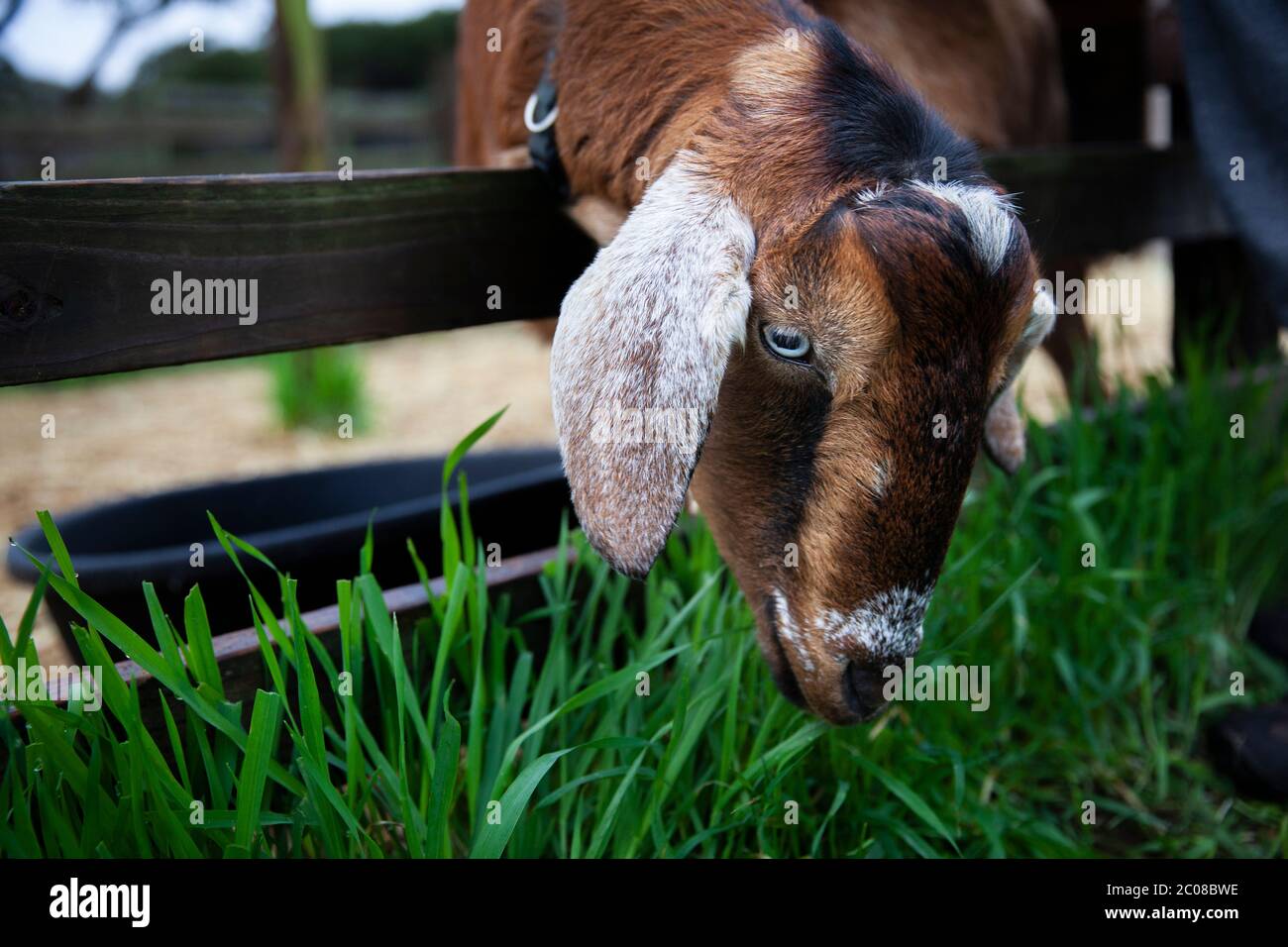 Goat eating grass Stock Photo - Alamy