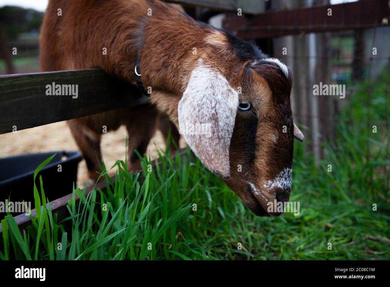 California goats eating grass hi-res stock photography and images - Alamy