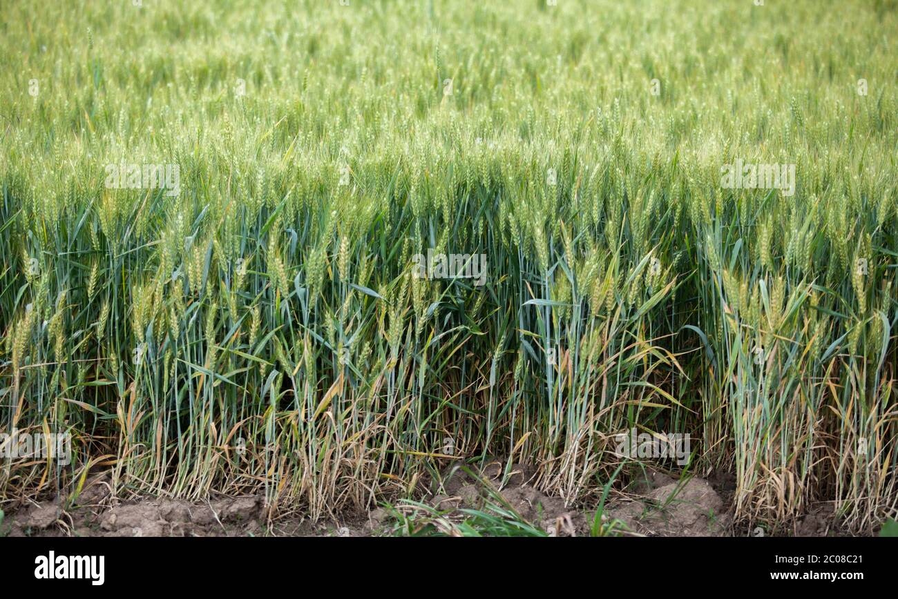 End of a growing crop hi-res stock photography and images - Alamy