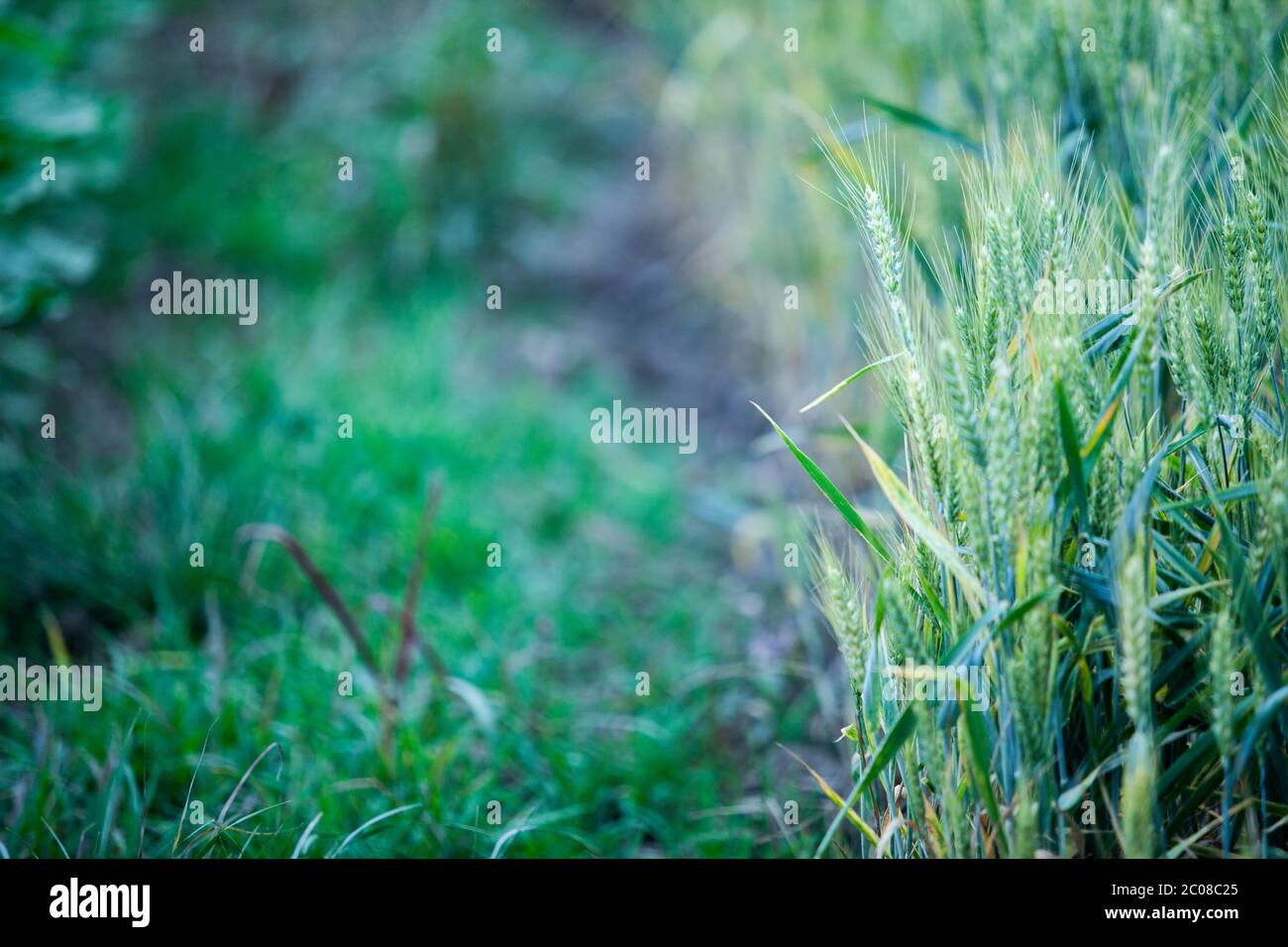 End of a growing crop hi-res stock photography and images - Alamy