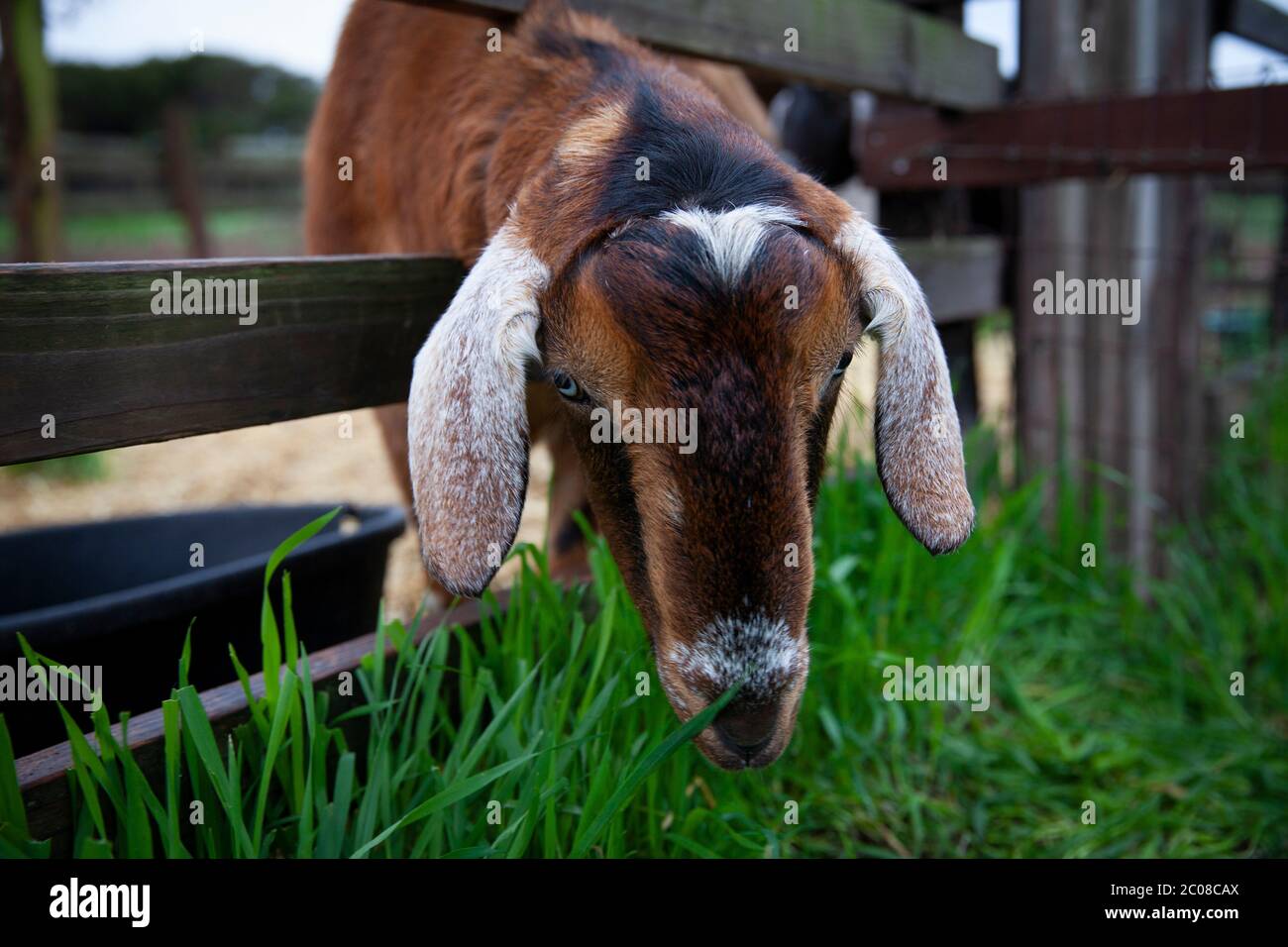Goat eating grass Stock Photo - Alamy