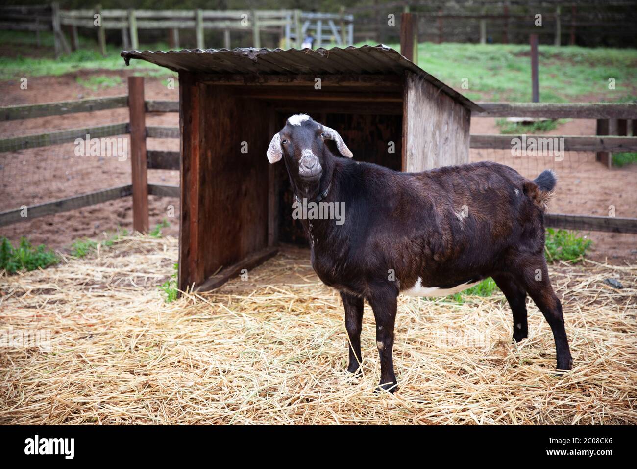 Goat on farm Stock Photo - Alamy
