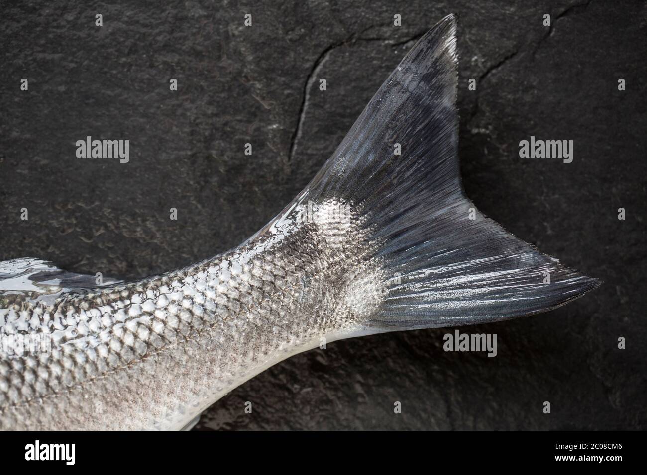 The tail, or caudal fin, of a bass, Dicentrarchus labrax, that was ...