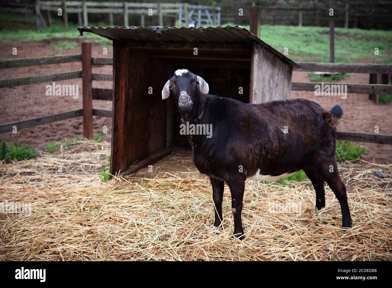 Goat on farm Stock Photo - Alamy
