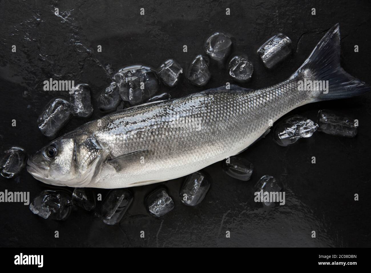 A bass, Dicentrarchus labrax, that was caught at night beach fishing ...