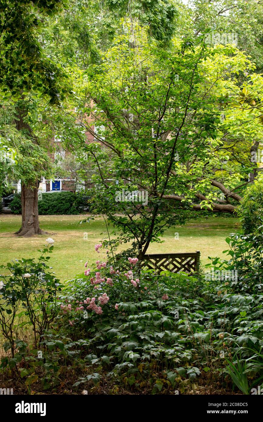 Kensington Square garden; a small communal garden in an affluent area ...