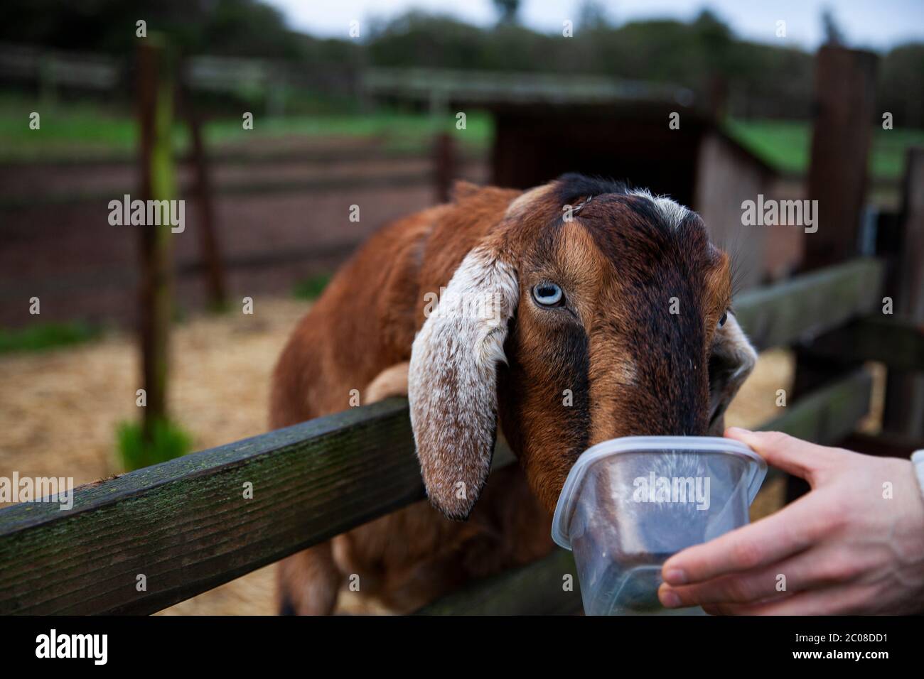 Goat being fed Stock Photo - Alamy