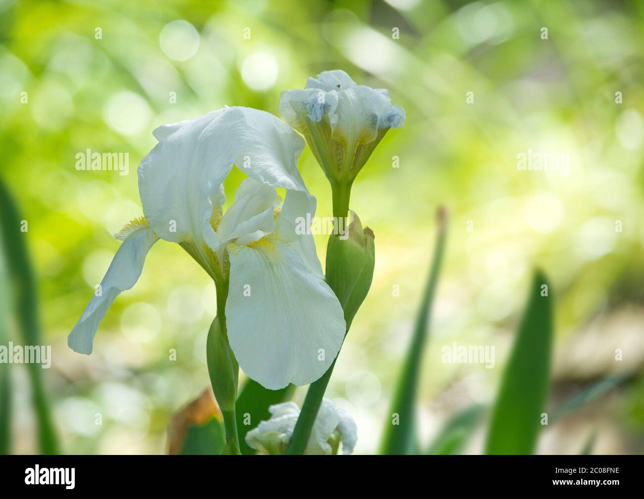 White iris flower hi-res stock photography and images - Alamy