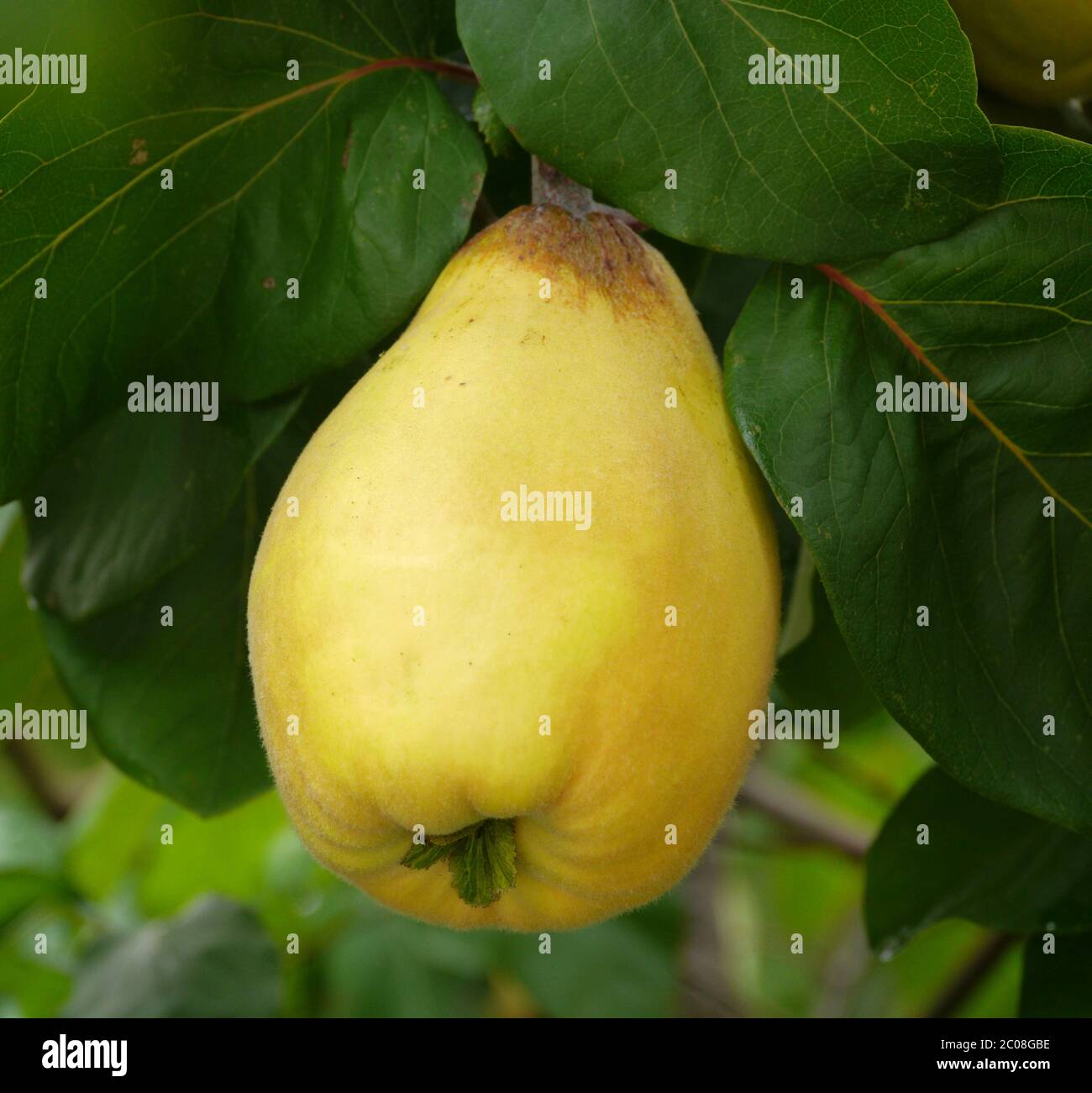 Cultivated quince hi-res stock photography and images - Alamy