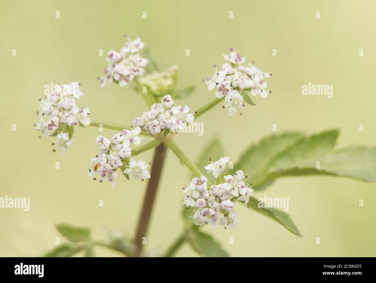Fools Parsley High Resolution Stock Photography and Images - Alamy