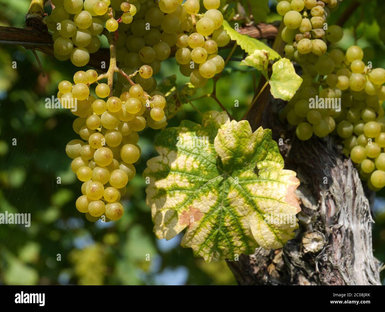 bunch of grapes Stock Photo - Alamy
