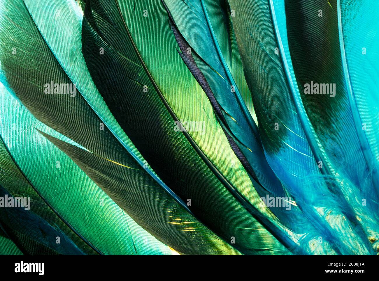 Native american indian animal hi-res stock photography and images - Alamy