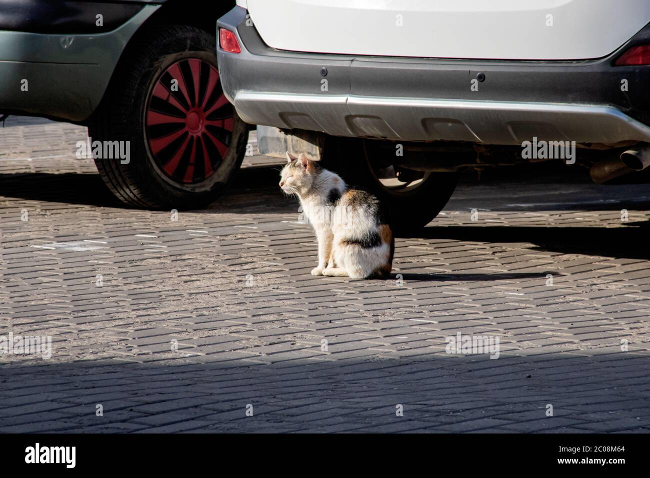 Cat sits in parking lot of car Stock Photo - Alamy
