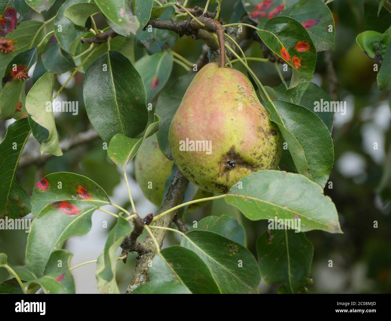 Pear trellis rust hi-res stock photography and images - Alamy