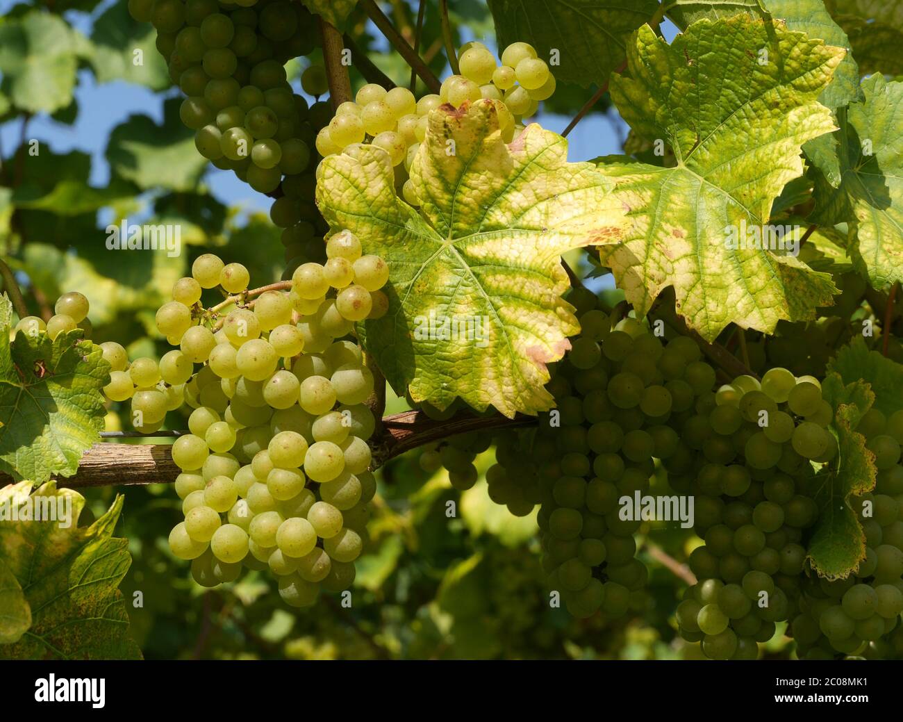 bunch of grapes Stock Photo - Alamy
