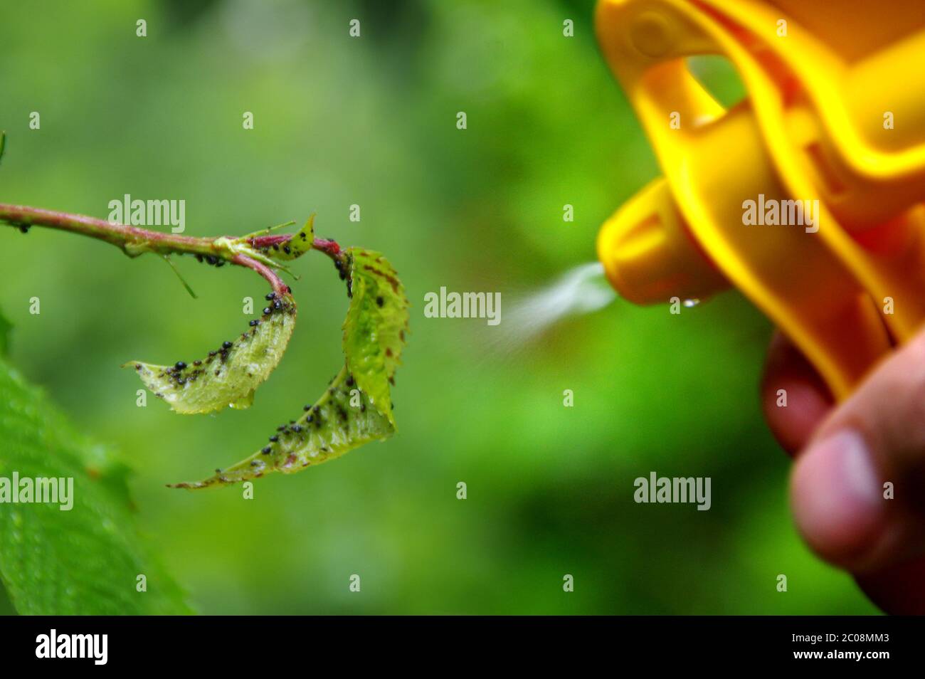 Pest control on plants. Spraying aphids on the leaves in the home ...