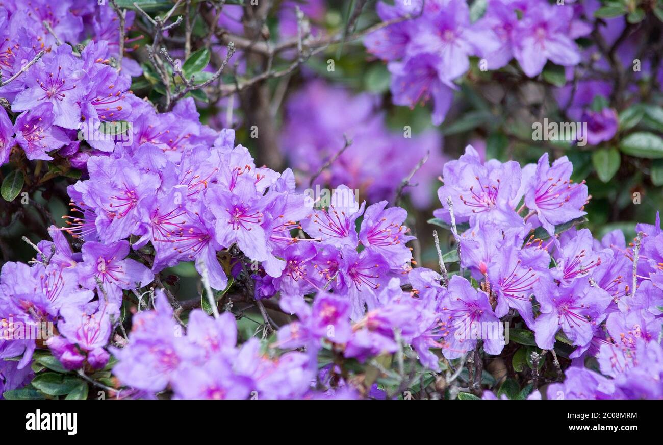 Purple rhododendron flowers closeup Stock Photo - Alamy