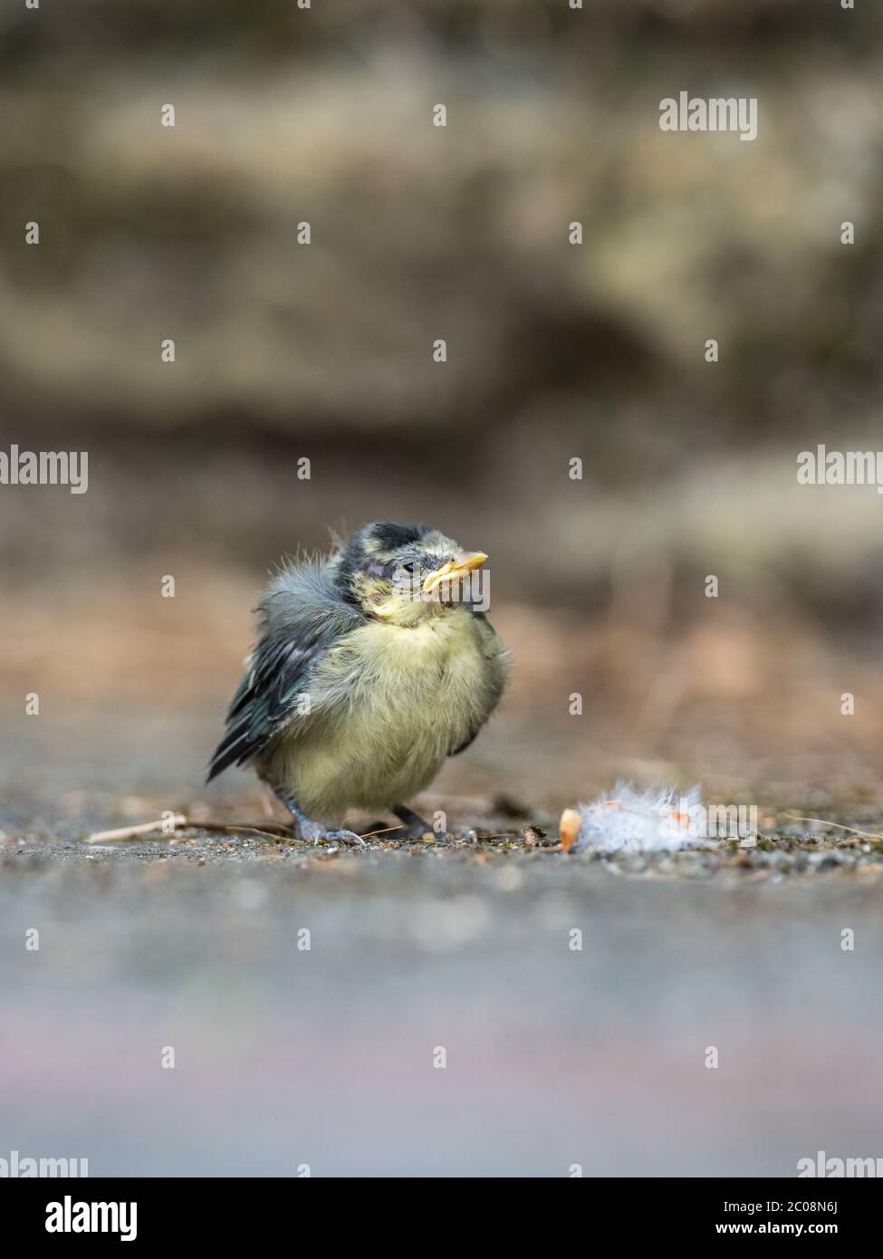 Blue Tit Fledgling in an Urban Garden, having just Fledged Stock Photo ...