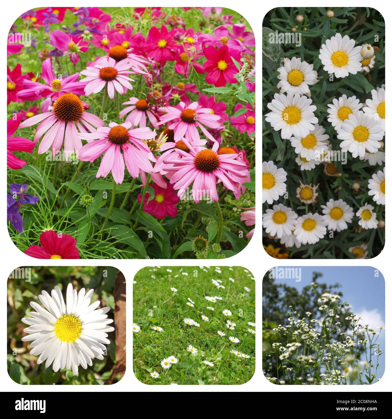 Daisy corner Cut Out Stock Images & Pictures - Alamy