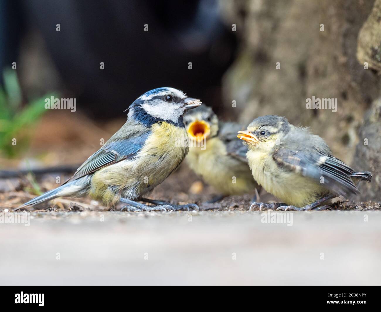 Parent Feeding Blue Tit Fledgling That Has Just Left The Nest Stock ...