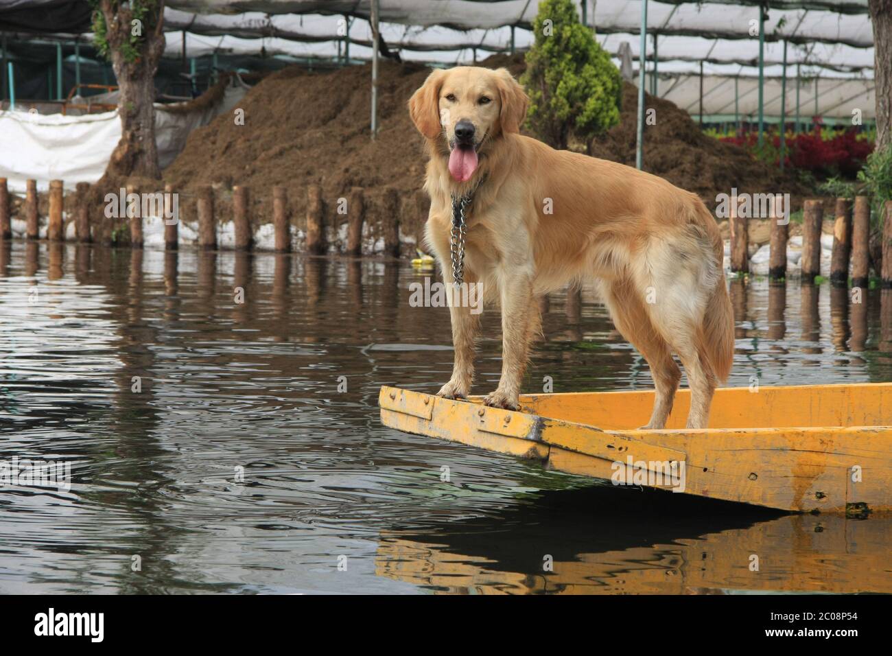 Golden Labrador on a boat facing camera in Mexico Stock Photo - Alamy