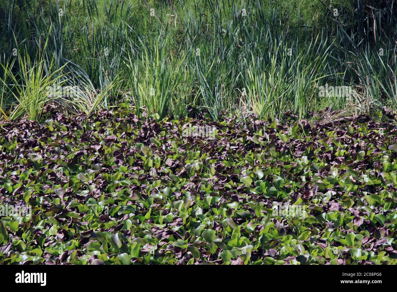 Canal Plants/Reeds Texture/Background Stock Photo - Alamy