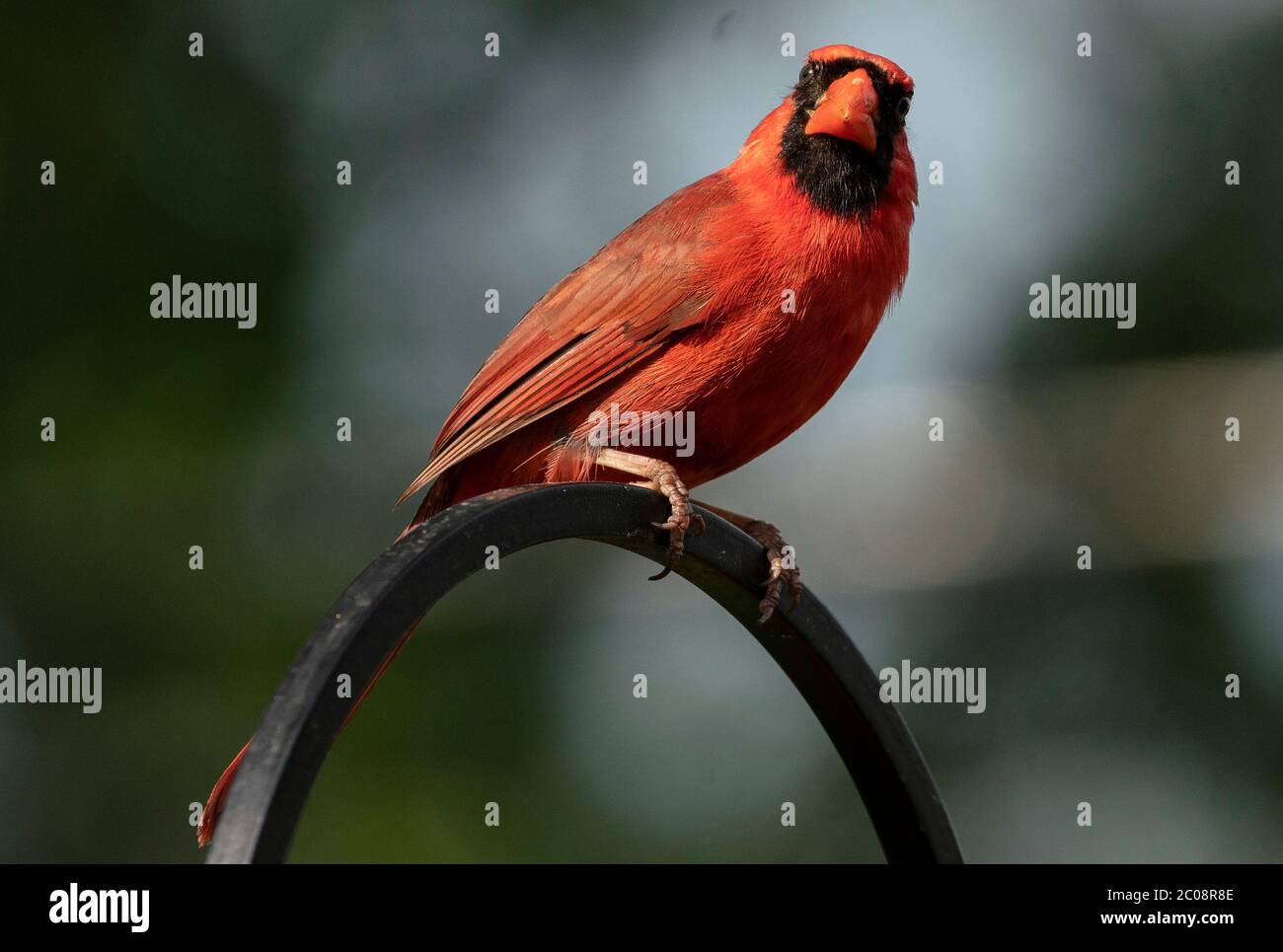 Cardinal pole hi-res stock photography and images - Alamy