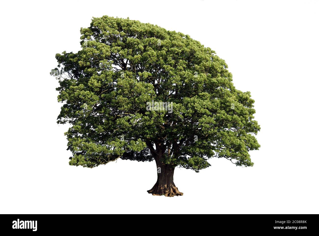 Old oak tree hi-res stock photography and images - Alamy