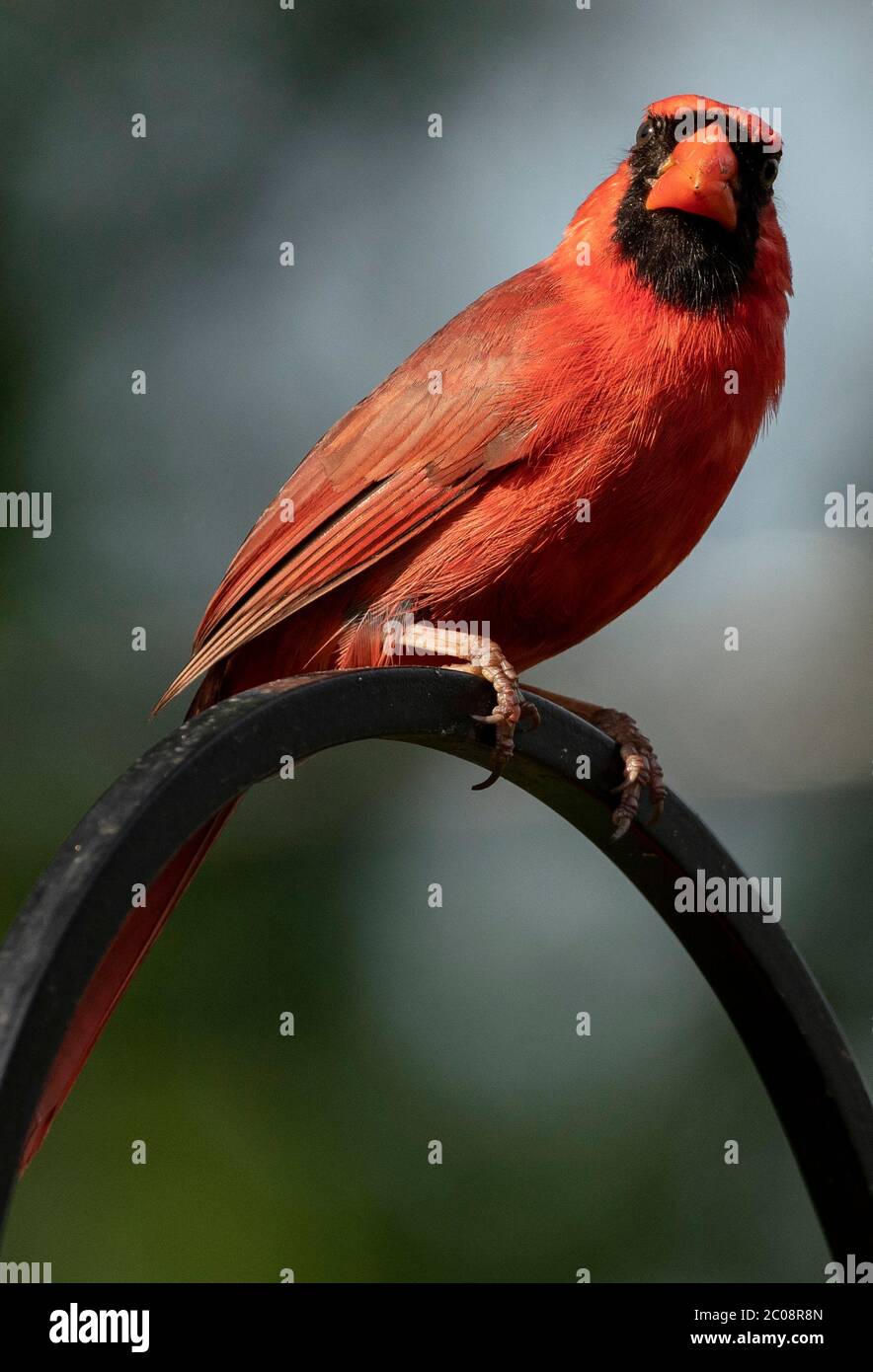 Cardinal pole hi-res stock photography and images - Alamy