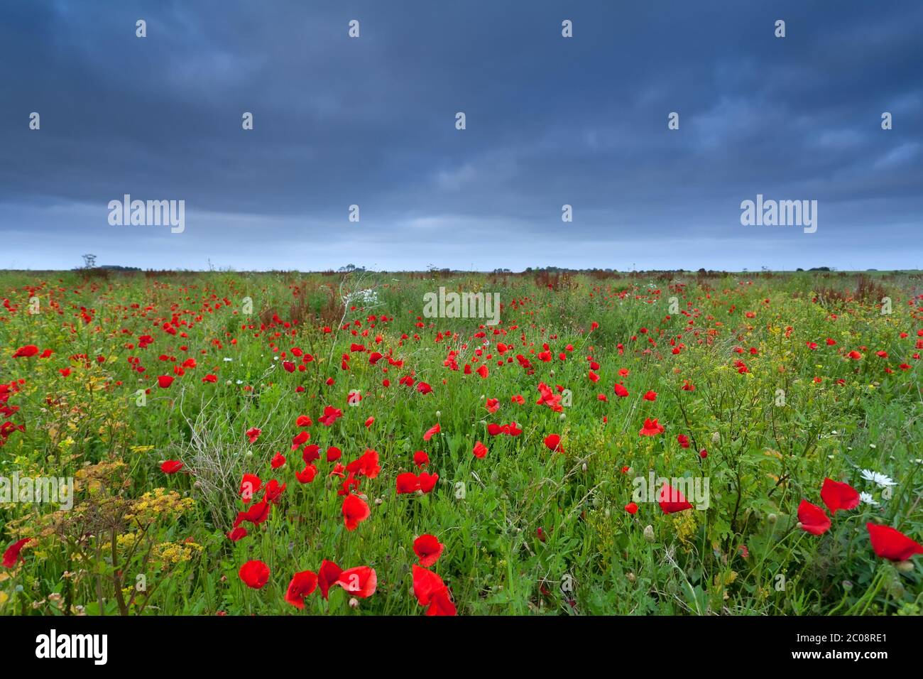 Summer flower field hi-res stock photography and images - Alamy