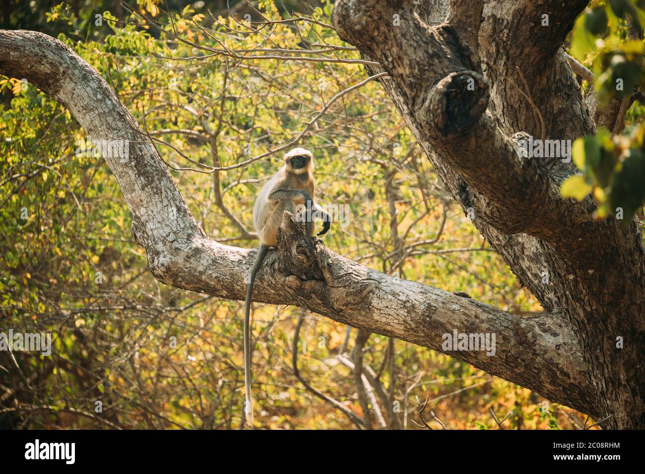 Kanica, Goa, India. Gray Langur Monkey Sitting On Branch Of Tree Stock ...